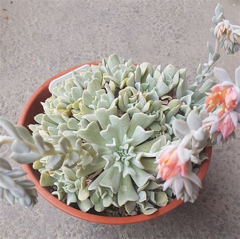 Echeveria Runyonii Topsy Turvy Garden Terrarium Cactus Garden