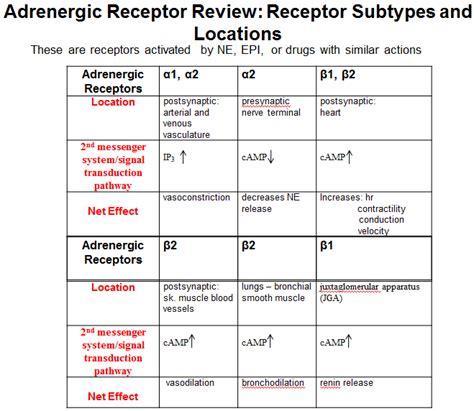 Receptors Adrenergic Adrenergic Receptors Adrenoceptors Receptors