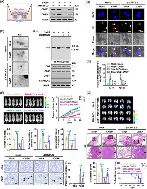 Cellular Nucleic Acid‐binding Protein Cnbp Facilitates Extracellular