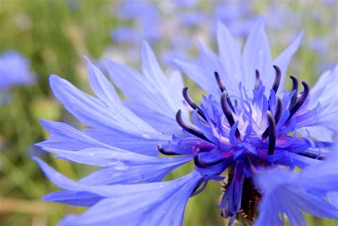 Free Images Nature Meadow Flower Petal Bloom Food Herb Produce