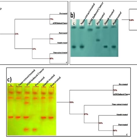 Native Electrophoretic Patterns Showing Physiological Effect Of M