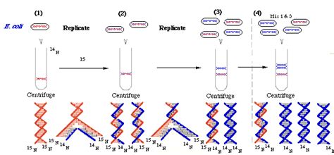 Dna Replication Conservativea And Semiconservative Biological Science