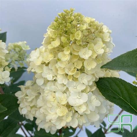 Гортензия метельчатая "Сандей Фрайз" / Hydrangea paniculata "Sundae Fraise"