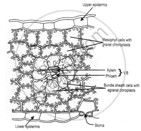 Kranz Anatomy