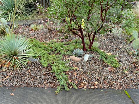 Danger Garden Juniperus Conferta Blue Pacific Is My Favorite Plant