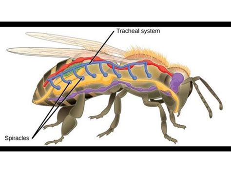 Кълбото се разпуска за да постъпи повече въздух в дихателната система на пчелите Пчеларство