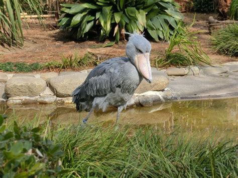 ハシビロコウ、えさ取り Skのチラシの裏