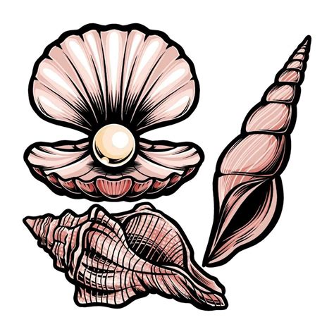 Shell With Many Form 23876876 Vector Art At Vecteezy