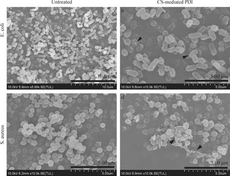Representative Sem Micrographs Of E Coli A B And S Aureus C D