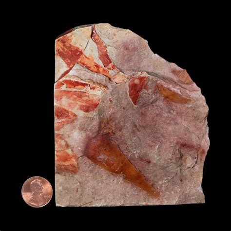 4 2 Detailed Glossopteris Browniana Fossil Plant Leafs Permian Age Australia