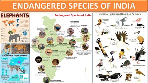 List Of Endangered Animals In India 2024 In India Ryann Claudine