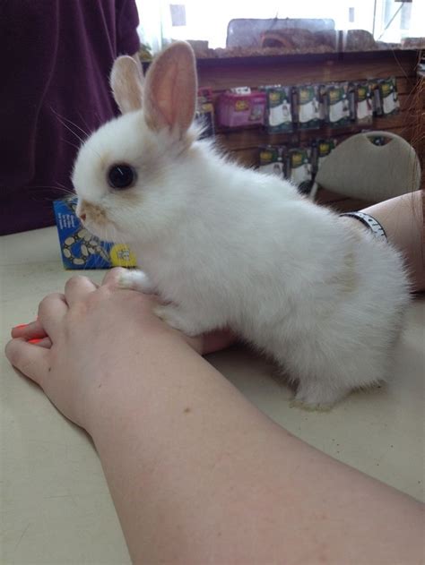 Collection Of Rabbit Cute Rabbit Pics If You Are Rabbit Lover Let