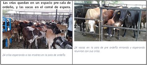 Calidad del ordeño y de la leche de la Vaca ordeñada con su cría feliz y relajada o sin su cría