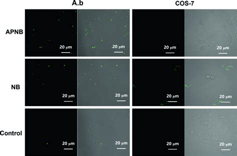 Intracellular Detection Of Ros Production In Apnb Treated A Baumannii