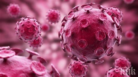 Японски учени направиха мозъчна тъкан прозрачна със сорбитол Информационна агенция ПИК