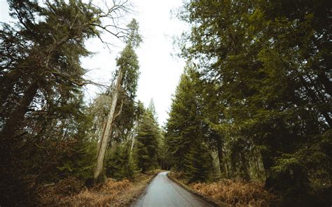 Fondos De Pantalla Bosque Parque Rboles Naturaleza Hd Widescreen Alta Definici N