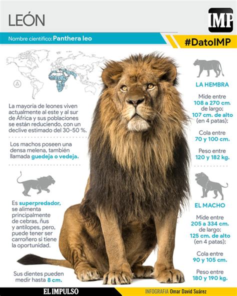 Datoimp León El Rey De La Sabana 11abr El Impulso