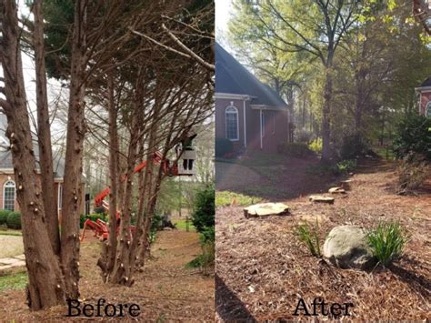 Tree Removal Before And After What You Should Know Treeier