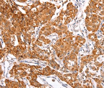 TRAF Antibody SAB Signalway Antibody