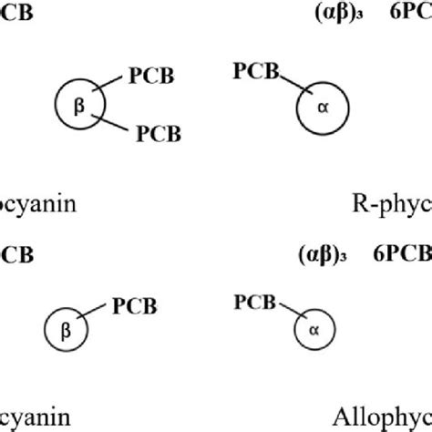 Distribution And Quantity Of Phycobilin In Subunits Of Phycocyanin