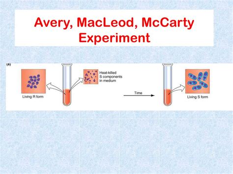 PPT BB10006 Cell Molecular Biology PowerPoint Presentation ID