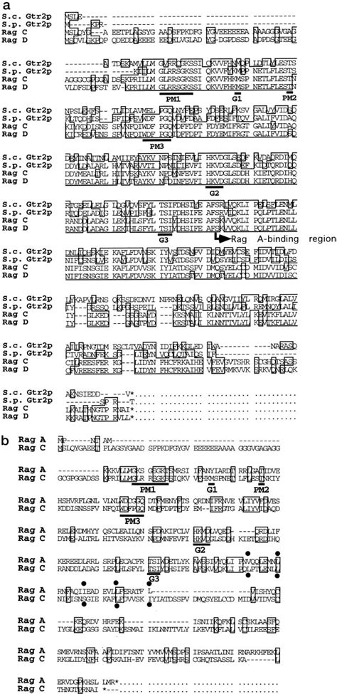 Sequence Alignment A Human Rag C And Rag D S Cerevisiae Gtr2p S C