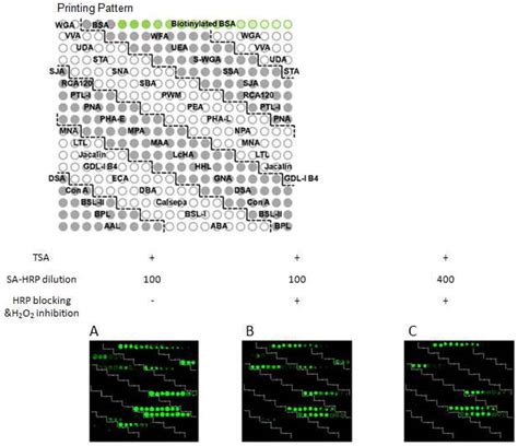 Tyramide Signal Amplification For Antibody Overlay Lectin Microarray A