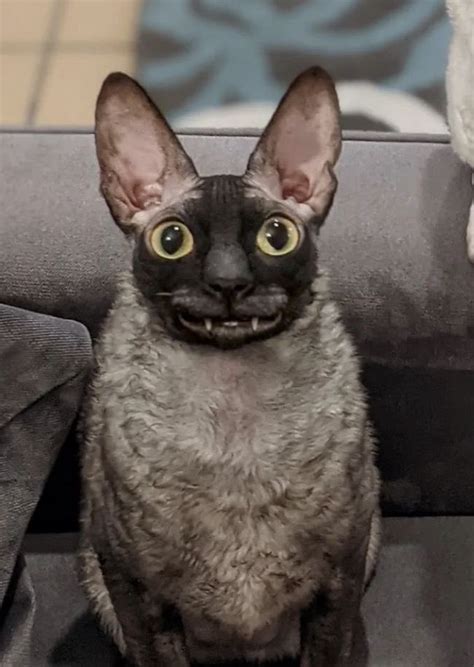 λmarcelλ on Twitter RT SO0u0o These dumb looking cats man
