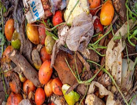 Brasil Desperdiça Alimentos Economia Aescolalegal Sec Xxi