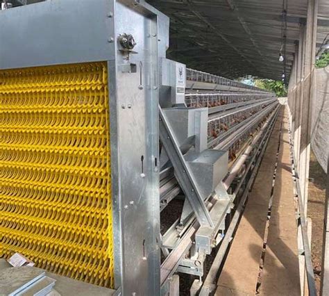 10000 Chicken Layer Cage Poultry Farm In The Philippines Poultry
