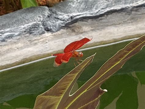 Red Dragonfly By Rmfadjar On Deviantart