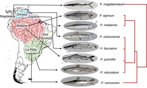 Geographical Distribution Of The Eight Species Of The Genus