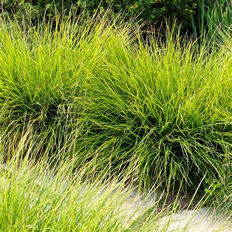 Autumn Moor Grass Sesleria Autumnalis Mygardenlife