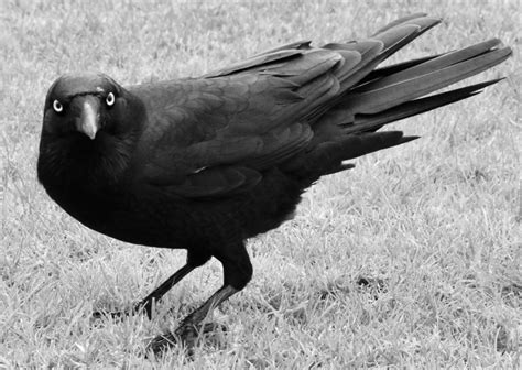 Australian Raven Crow K