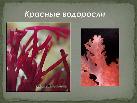 Красные водоросли - презентация онлайн
