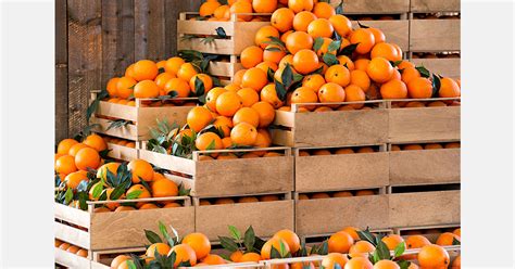 Malaysia Inspects Mandarin Oranges For Pesticide Residues Before Chinese New Year