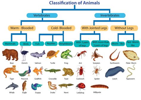 Classification Of Living Things Animals