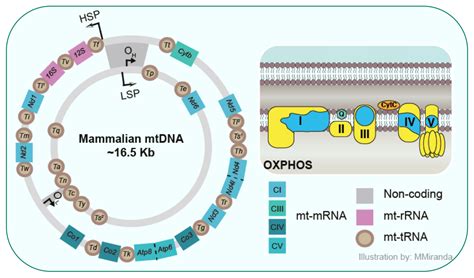 Page Equipe Kuhl Institute For Integrative Biology Of The Cell