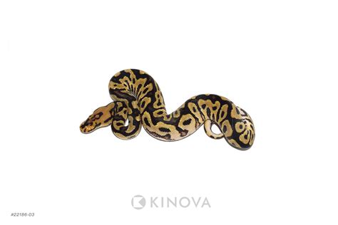 Spotnose Clown Het Desert Ghost Ball Python By Kinova Morphmarket