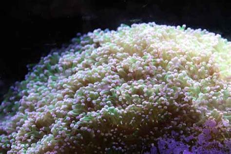 Frogspawn Coral Should You Add A Frag To Your Tank