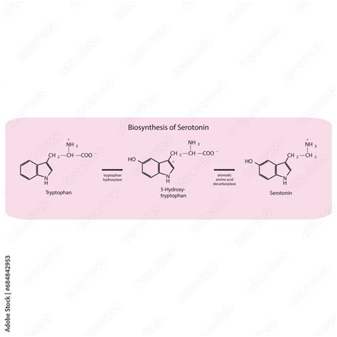 Diagram Showing Biosynthesis Of Serotonin From Tryptophan In 2 Stages