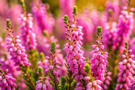 Heather Blossom Stock Illustrations 1 453 Heather Blossom Stock