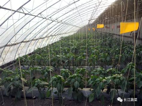 辣椒早熟早上市效益高有方法春提早栽培技术必须看 长江蔬菜