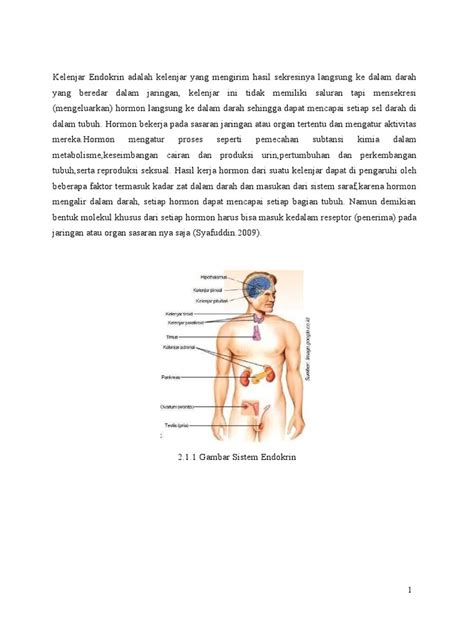 Sistem Endokrin Pada Manusia Pdf