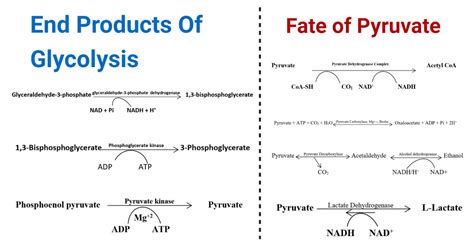 Pyruvate To Ethanol Mechanism