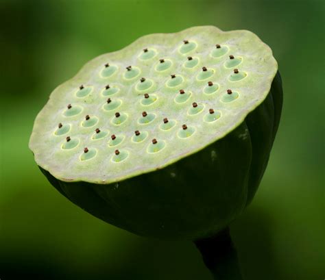Holes In Skin Disease Trypophobia