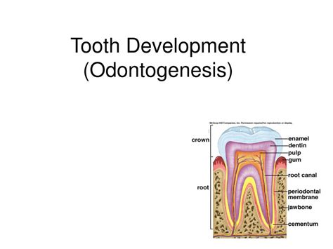 Ppt Tooth Development Odontogenesis Powerpoint Presentation Free