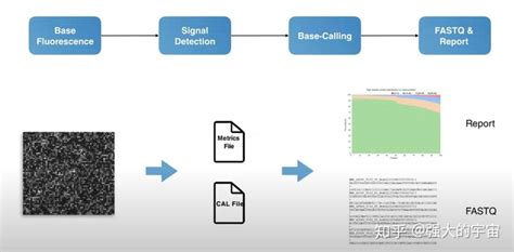 初学生信——base Calling（碱基判读技术） 小秦同学在上学 博客园