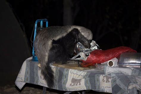 Watch Honey Badger Escapes Pythons Coils Then Fights Off Jackals For