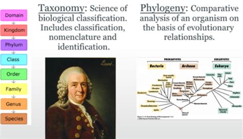 Biology Ii Exam 2 Flashcards Quizlet